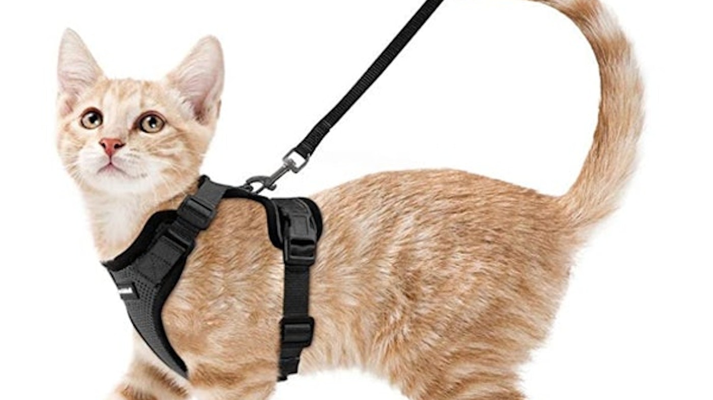 Top 10 Best Cat Harnesses In 2021 Kitty Holster Rabbitgoo And More